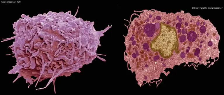 White blood cells – Types, Biology, and Observation under the Microscope