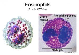 White blood cells – Types, Biology, and Observation under the Microscope