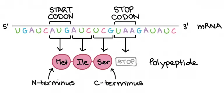 How to Read the Amino Acids Codon Chart? - Genetic Code and mRNA ...