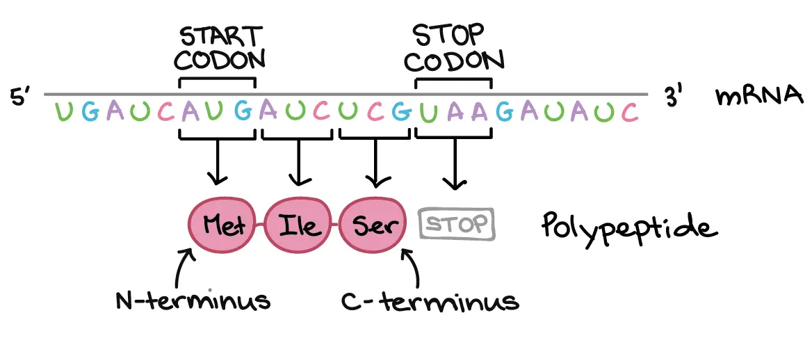 How to Read the Amino Acids Codon Chart? - Genetic Code and mRNA ...
