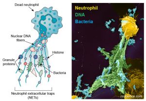 White blood cells – Types, Biology, and Observation under the Microscope