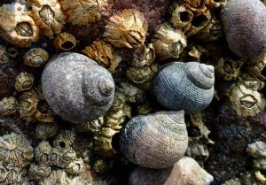 Exploring a tide pool – 18 Amazing Creatures You can find - Rs' Science