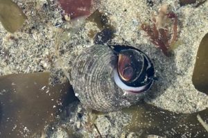 Exploring a tide pool – 18 Amazing Creatures You can find - Rs' Science