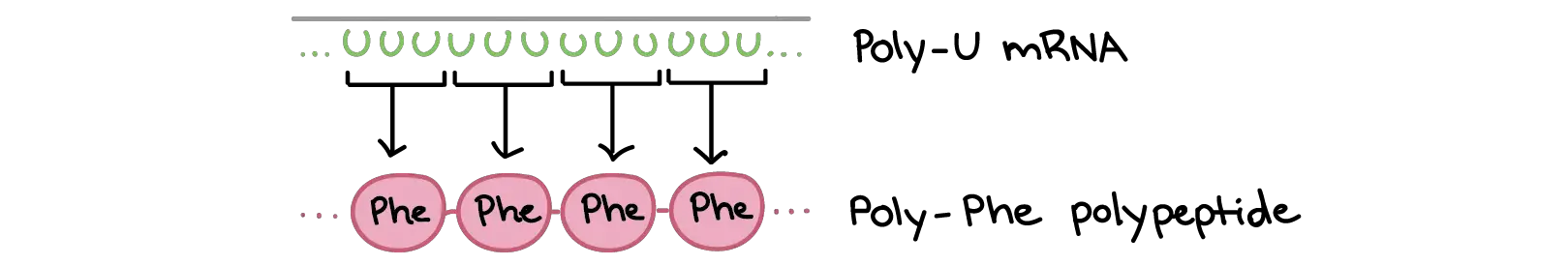 How to Read the Amino Acids Codon Chart? - Genetic Code and mRNA ...