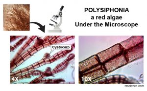 Red algae - characteristics, structure, reproduction, and examples