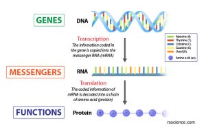 How to Read the Amino Acids Codon Chart? - Genetic Code and mRNA ...