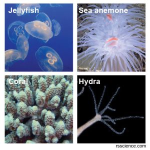 Hydra – Biology, Classification, Characteristics, and Reproduction