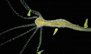 Hydra – Biology, Classification, Characteristics, and Reproduction