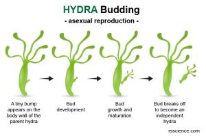 Hydra – Biology, Classification, Characteristics, and Reproduction