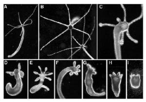 Hydra – Biology, Classification, Characteristics, and Reproduction