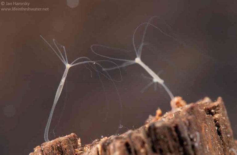 Hydra – Biology, Classification, Characteristics, and Reproduction