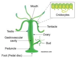 Hydra – Biology, Classification, Characteristics, and Reproduction