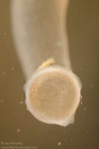 Hydra – Biology, Classification, Characteristics, and Reproduction