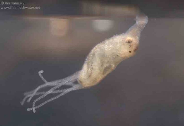 Hydra – Biology, Classification, Characteristics, and Reproduction