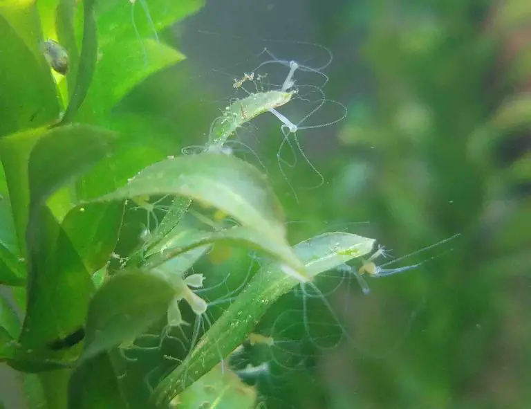 Hydra – Biology, Classification, Characteristics, and Reproduction