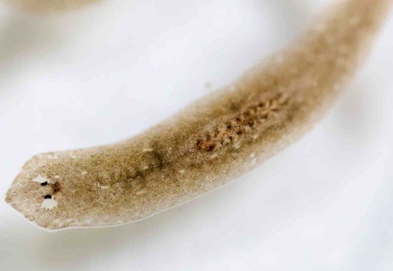 Planarian – Biology, Classification, Characteristics, and Regeneration