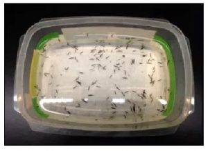 Planarian – Biology, Classification, Characteristics, and Regeneration