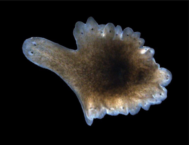 Planarian, the Master of Regeneration - the Science of Stem Cells and Genes