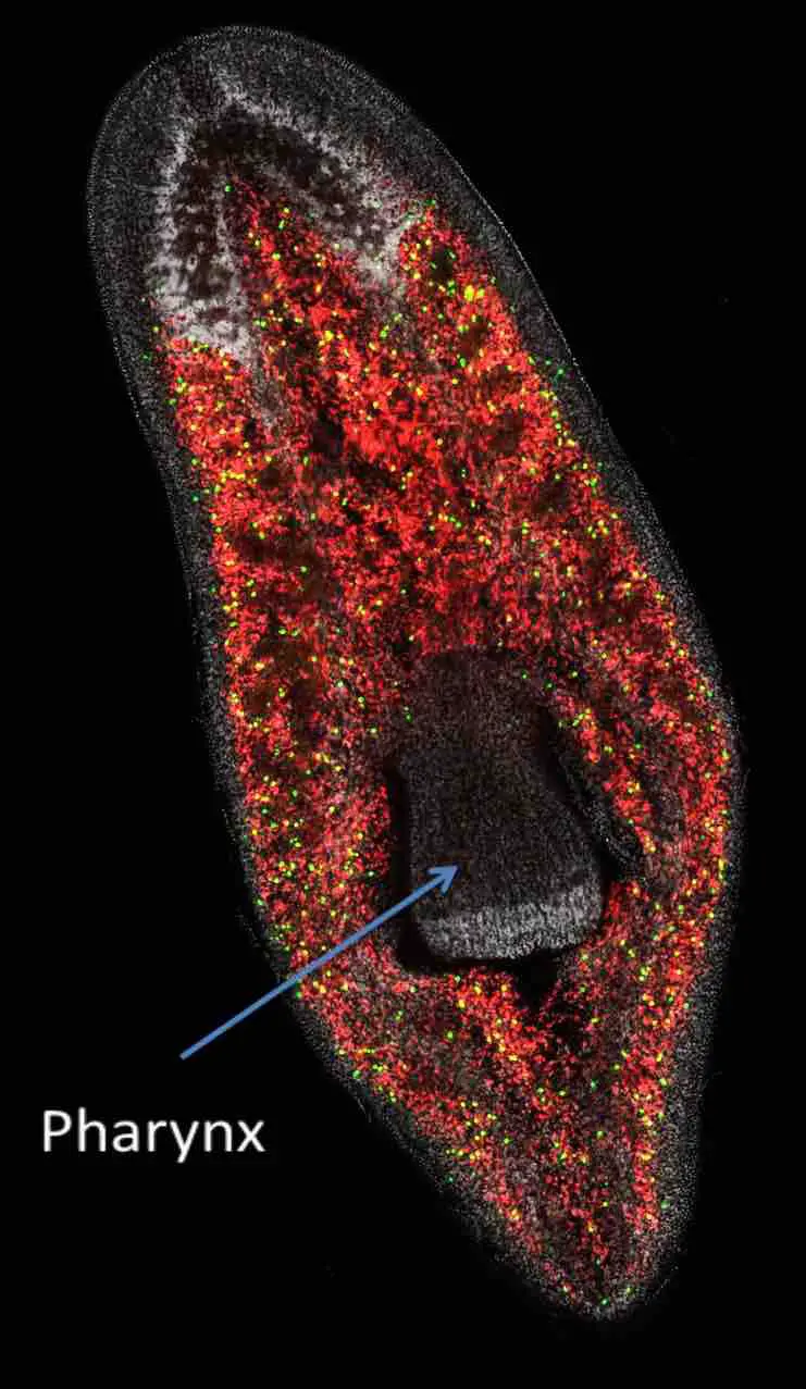 Planarian, the Master of Regeneration - the Science of Stem Cells and Genes