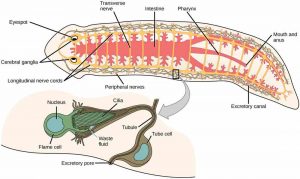 Planarian – Biology, Classification, Characteristics, and Regeneration