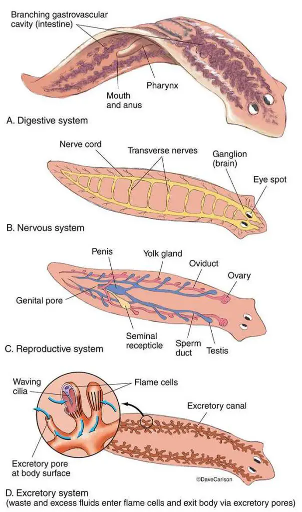 Planarian – Biology, Classification, Characteristics, and Regeneration