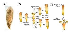 Planarian – Biology, Classification, Characteristics, and Regeneration