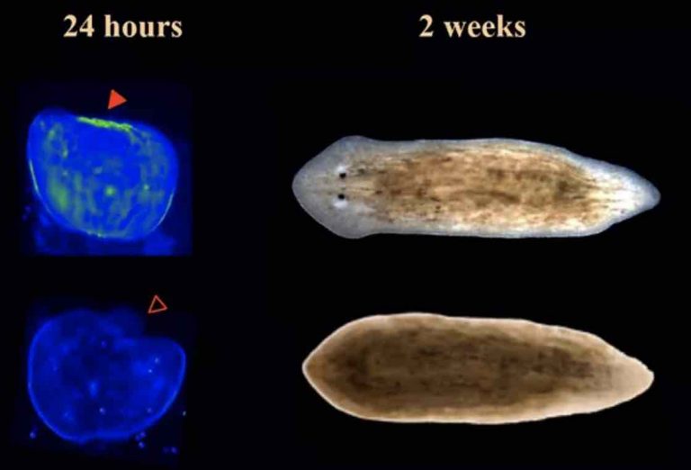 Planarian, the Master of Regeneration - the Science of Stem Cells and Genes