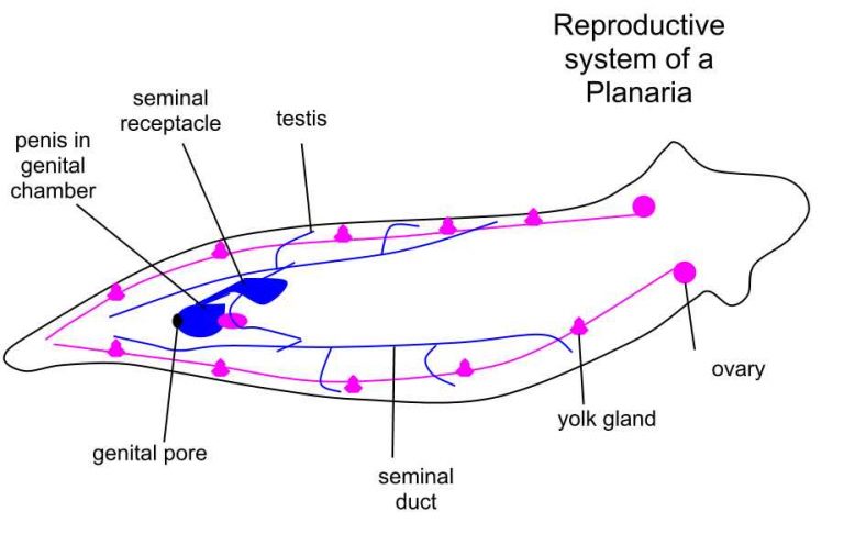 Planarian – Biology, Classification, Characteristics, and Regeneration