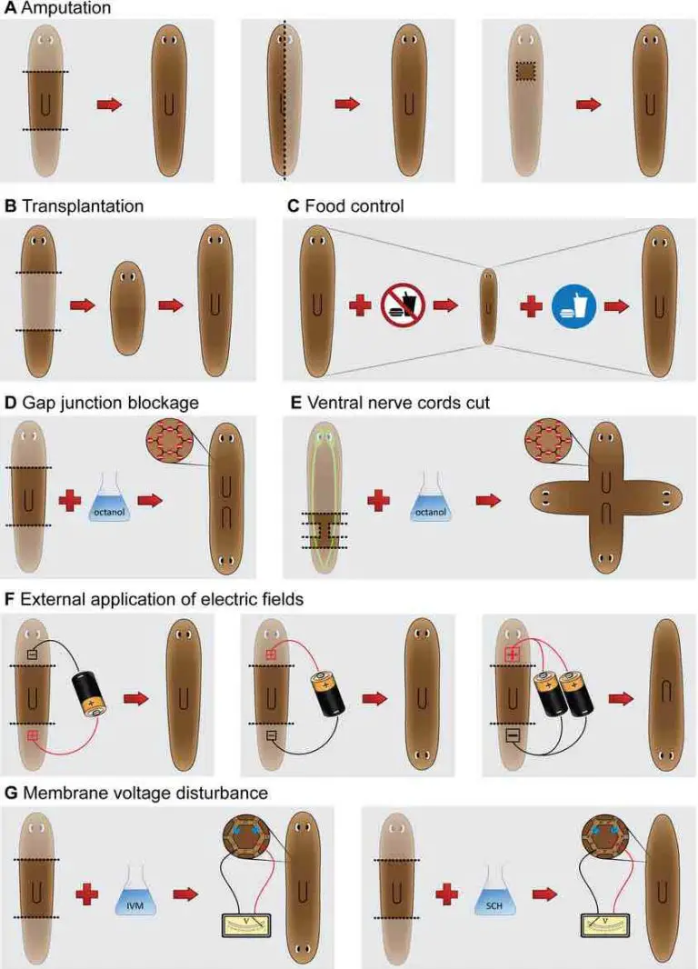 Planarian, the Master of Regeneration - the Science of Stem Cells and Genes