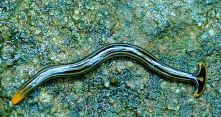Planarian – Biology, Classification, Characteristics, and Regeneration