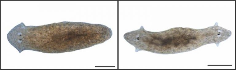 Planarian, the Master of Regeneration - the Science of Stem Cells and Genes