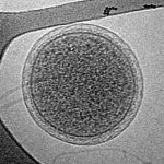 Archaea - Definition, Structure, Types & Extremophile Habitats - Rs ...