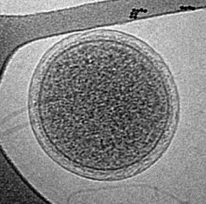 Archaea - Definition, Structure, Types & Extremophile Habitats - Rs ...