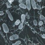 Archaea - Definition, Structure, Types & Extremophile Habitats - Rs ...