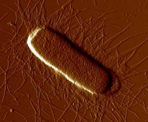 Bacteria - Definition, Structure, Types & Infections - Rs' Science