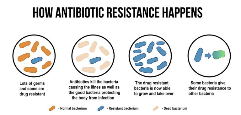 Bacteria - Definition, Structure, Types & Infections - Rs' Science