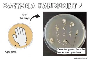 Bacteria - Definition, Structure, Types & Infections - Rs' Science