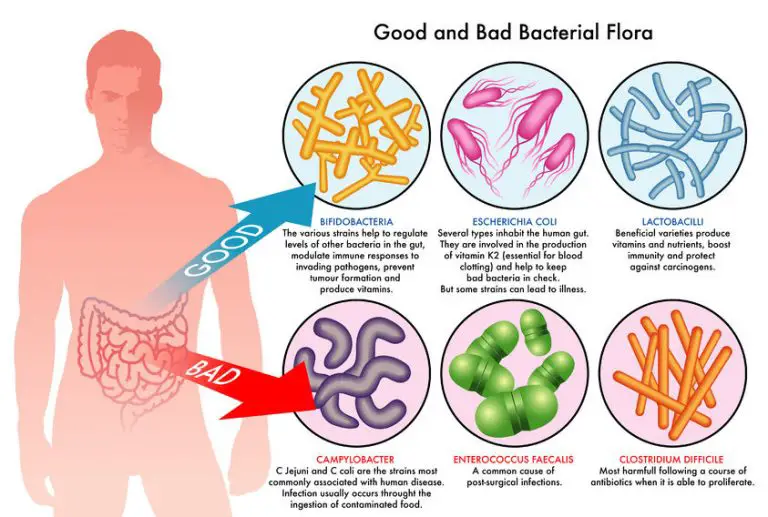Bacteria - Definition, Structure, Types & Infections - Rs' Science