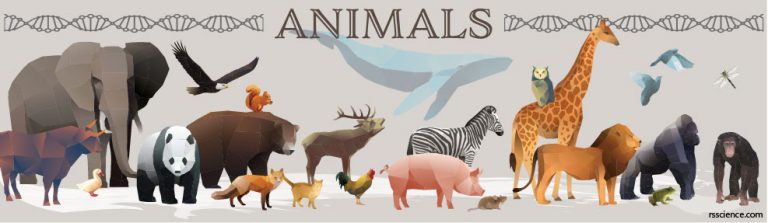 Kingdom Animalia - Classification, Characteristics, and Evolution - Rs ...