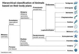 Kingdom Animalia - Classification, Characteristics, and Evolution - Rs ...