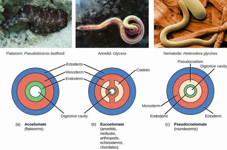 Kingdom Animalia - Classification, Characteristics, and Evolution - Rs ...