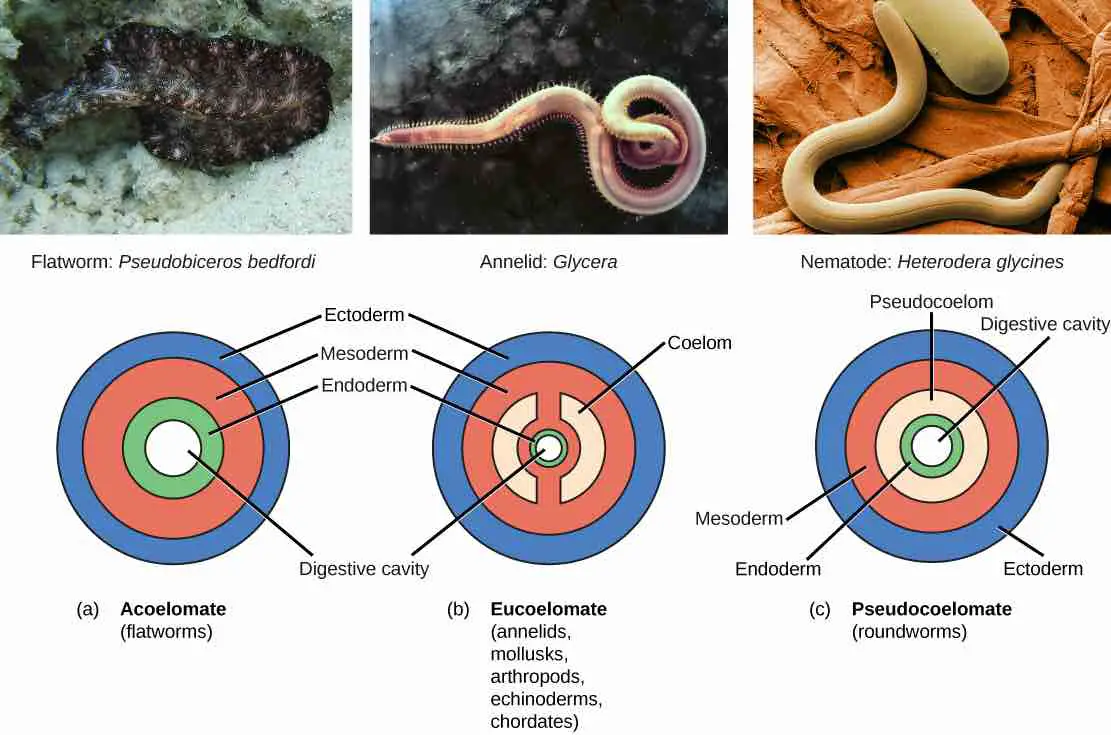 Kingdom Animalia - Classification, Characteristics, and Evolution - Rs ...