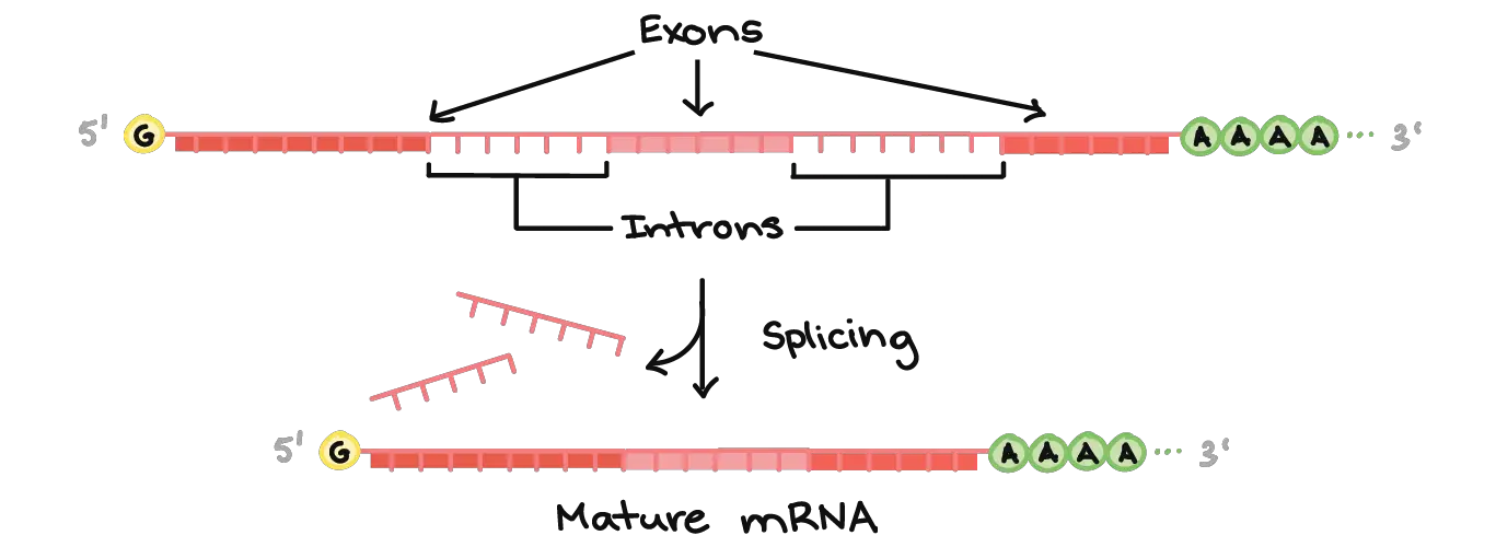 What is Transcription? – From DNA to RNA - Rs' Science