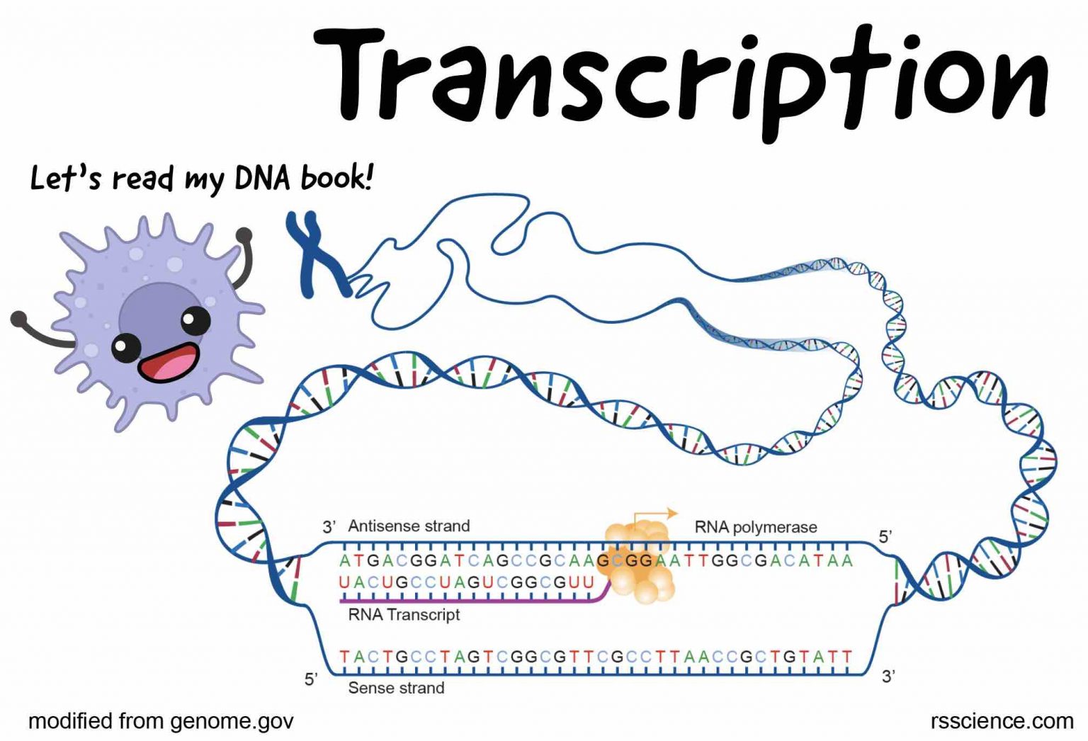 What is Transcription? – From DNA to RNA - Rs' Science