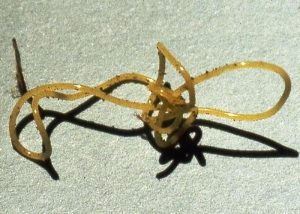 Kingdom Animalia - Different Phylum and their examples - Rs' Science