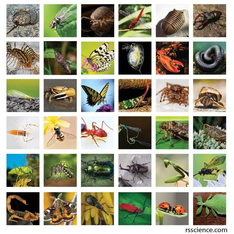 Daphnia – Biology, Classification, Characteristics, and Reproduction ...