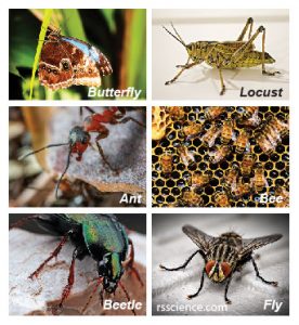 Kingdom Animalia - Different Phylum and their examples - Rs' Science
