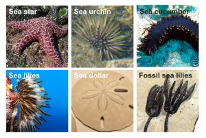 Kingdom Animalia - Different Phylum and their examples - Rs' Science