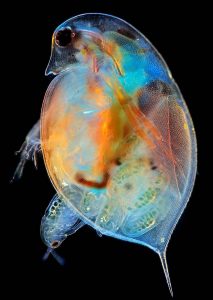 Daphnia – Biology, Classification, Characteristics, and Reproduction ...