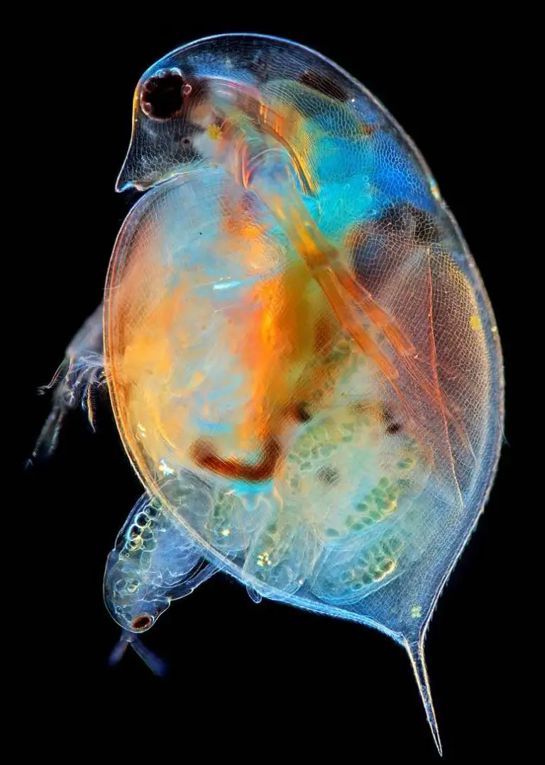 Daphnia – Biology, Classification, Characteristics, and Reproduction ...